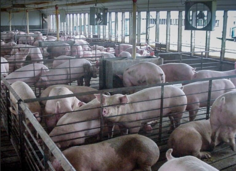 Swine Safety - Safety Made Simple